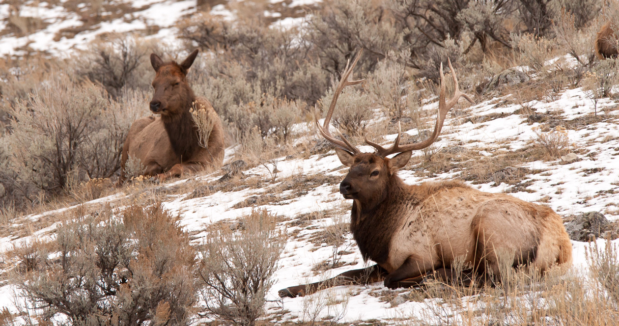 Six elk poached north of Bitner Fire Station in Utah // GOHUNT. The ...