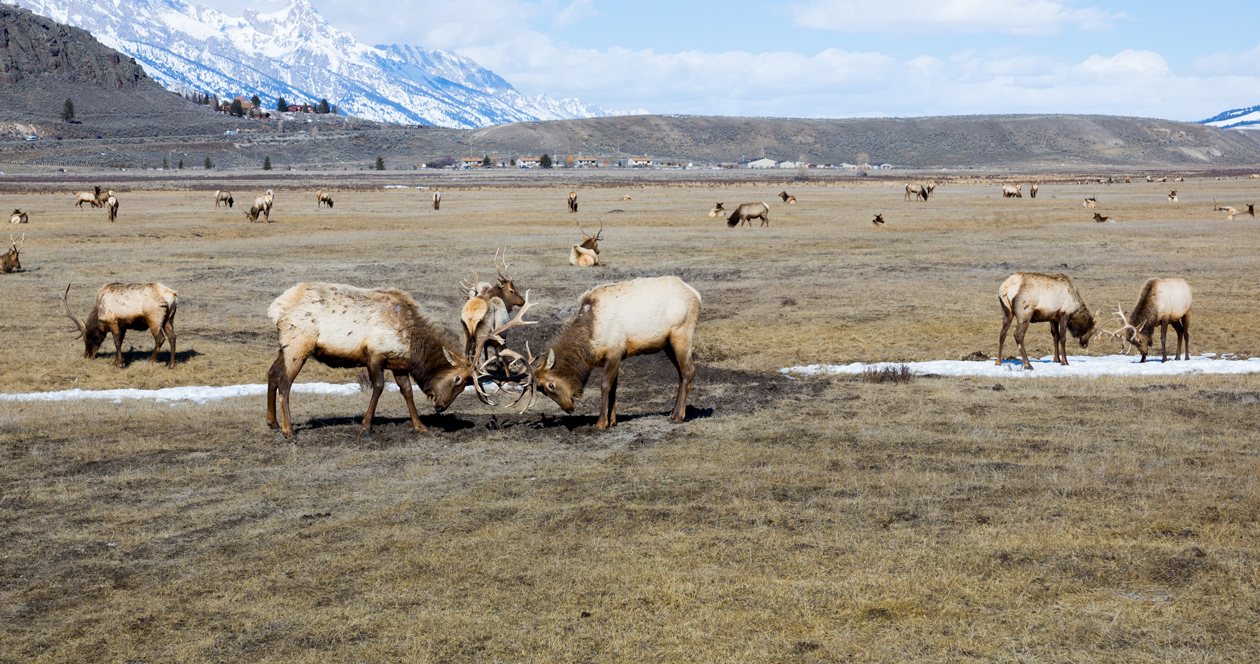 Proposed Oregon laws too lax for killing elk damaging farm land ...