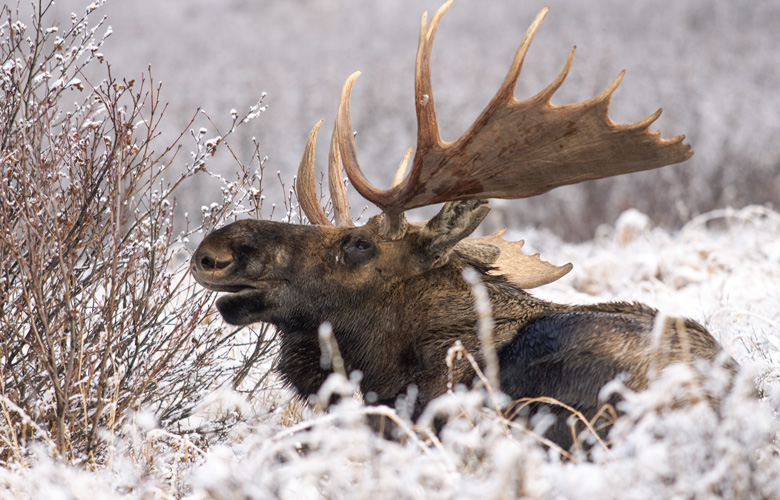 APPLICATION STRATEGY 2016: Utah Sheep, Moose, Goat, Bison // GOHUNT ...