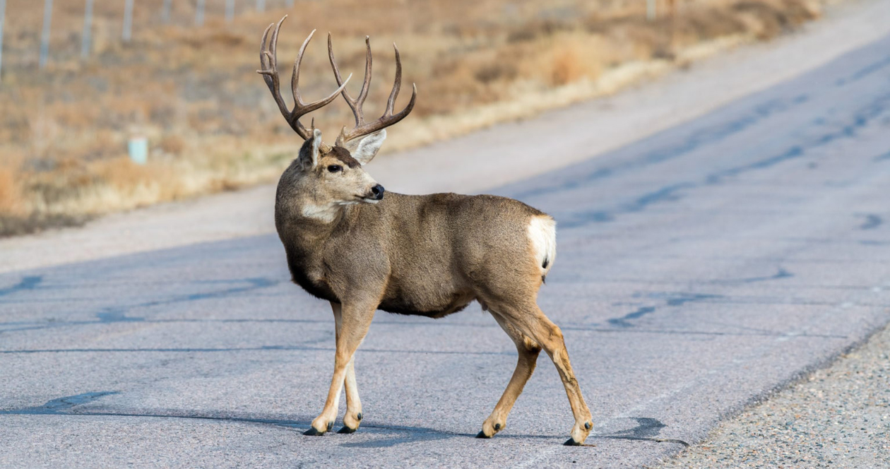 Wyoming roadkill bill passes state Senate // GOHUNT. The Hunting Company