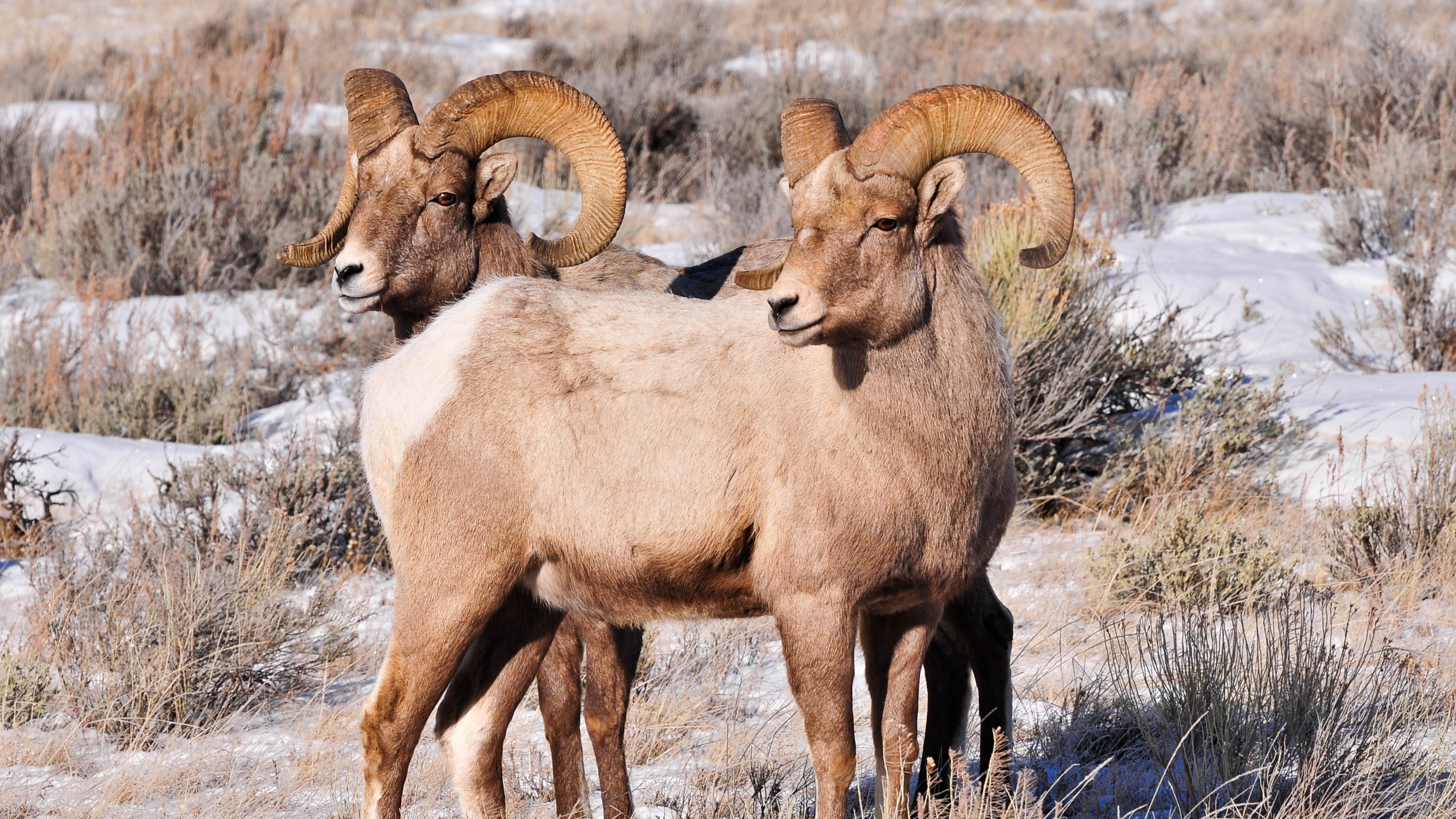 Pneumonia-causing bacteria found in Montana bighorn sheep // GOHUNT ...