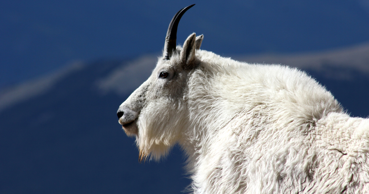 Grand Teton mountain goat cull continues // GOHUNT. The Hunting Company
