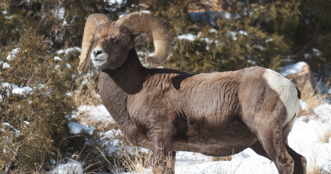 How to Apply for Colorado Sheep, Moose, and Mountain Goat Hunts in 2023 ...