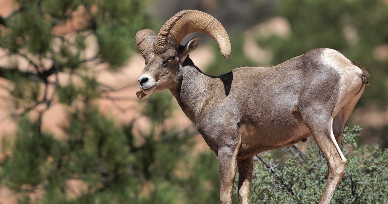 Hunter Legacy Fund grant allows AZGFD and SCI to continue desert ...