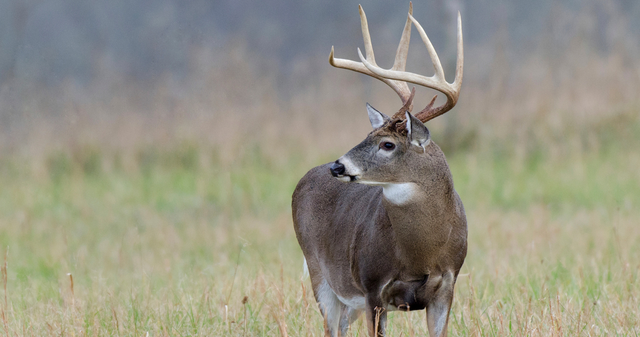 Iowa deer hit with outbreak of epizootic hemorrhagic disease // GOHUNT ...