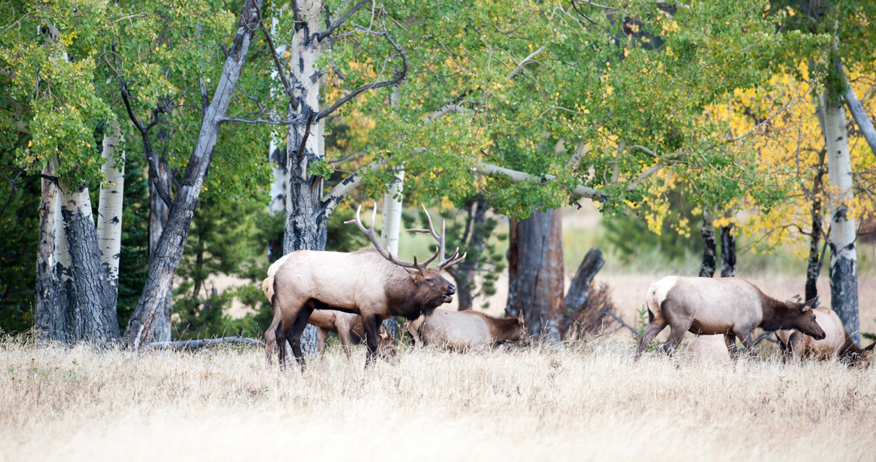 Wyoming confirms CWD in two new hunt areas // GOHUNT. The Hunting Company