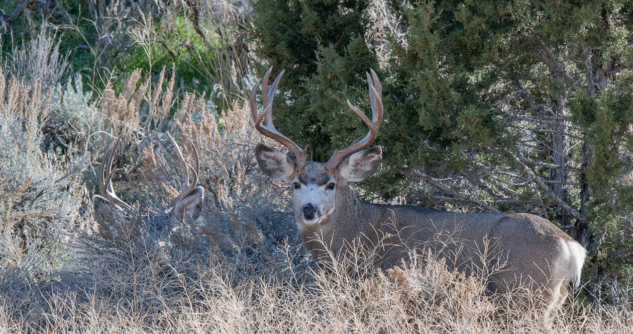 How to Apply for Oregon Deer Hunts in 2023 // GOHUNT. The Hunting Company