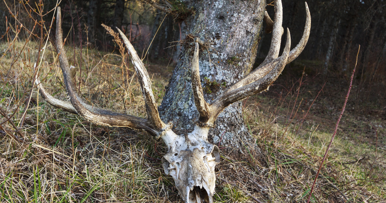 Montana considers CWD plan // GOHUNT. The Hunting Company