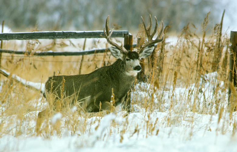 30 deer shot and left to rot // GOHUNT. The Hunting Company