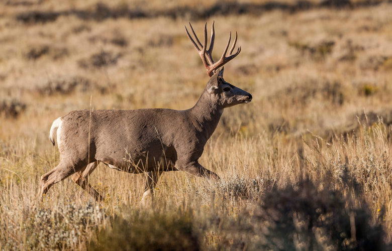 Buck-to-doe ratio in Utah on the rise // GOHUNT. The Hunting Company