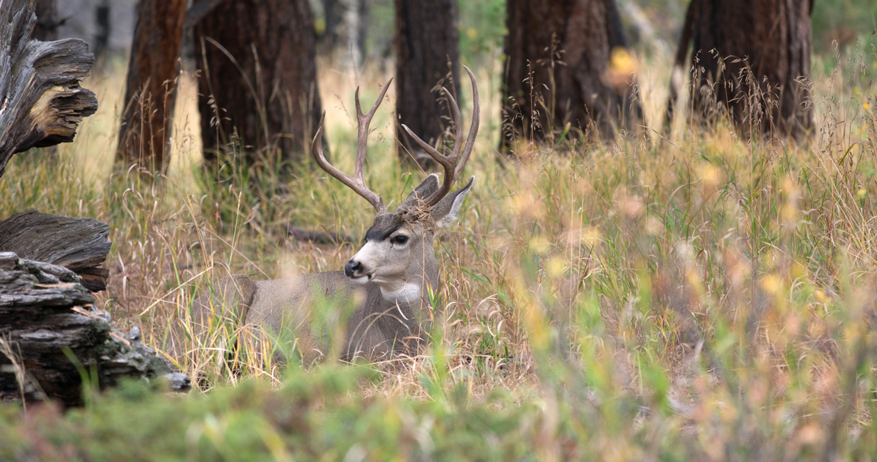Montana approves urban mule deer cull // GOHUNT. The Hunting Company