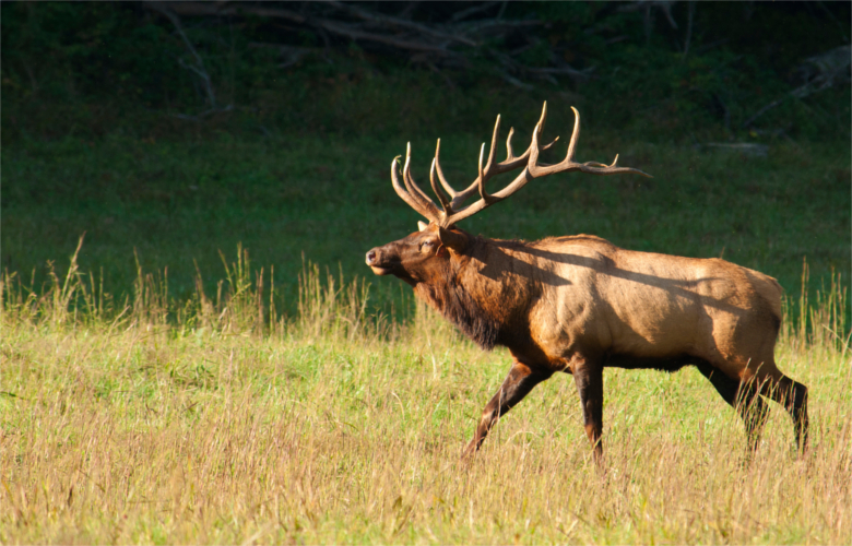 Yellowstone elk numbers improve // GOHUNT. The Hunting Company
