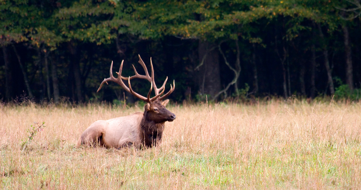 How to Apply for Kentucky Elk Hunts and More in 2023 // GOHUNT. The ...