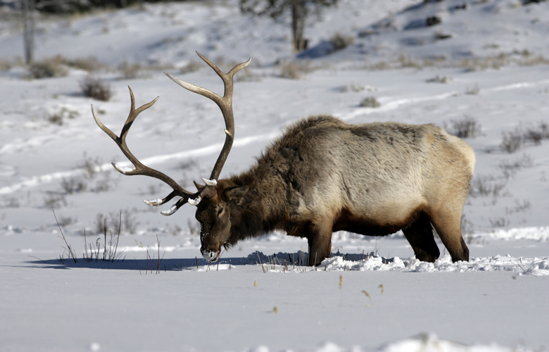 Colorado asks public for help in identifying elk poachers // GOHUNT. The Hunting Company