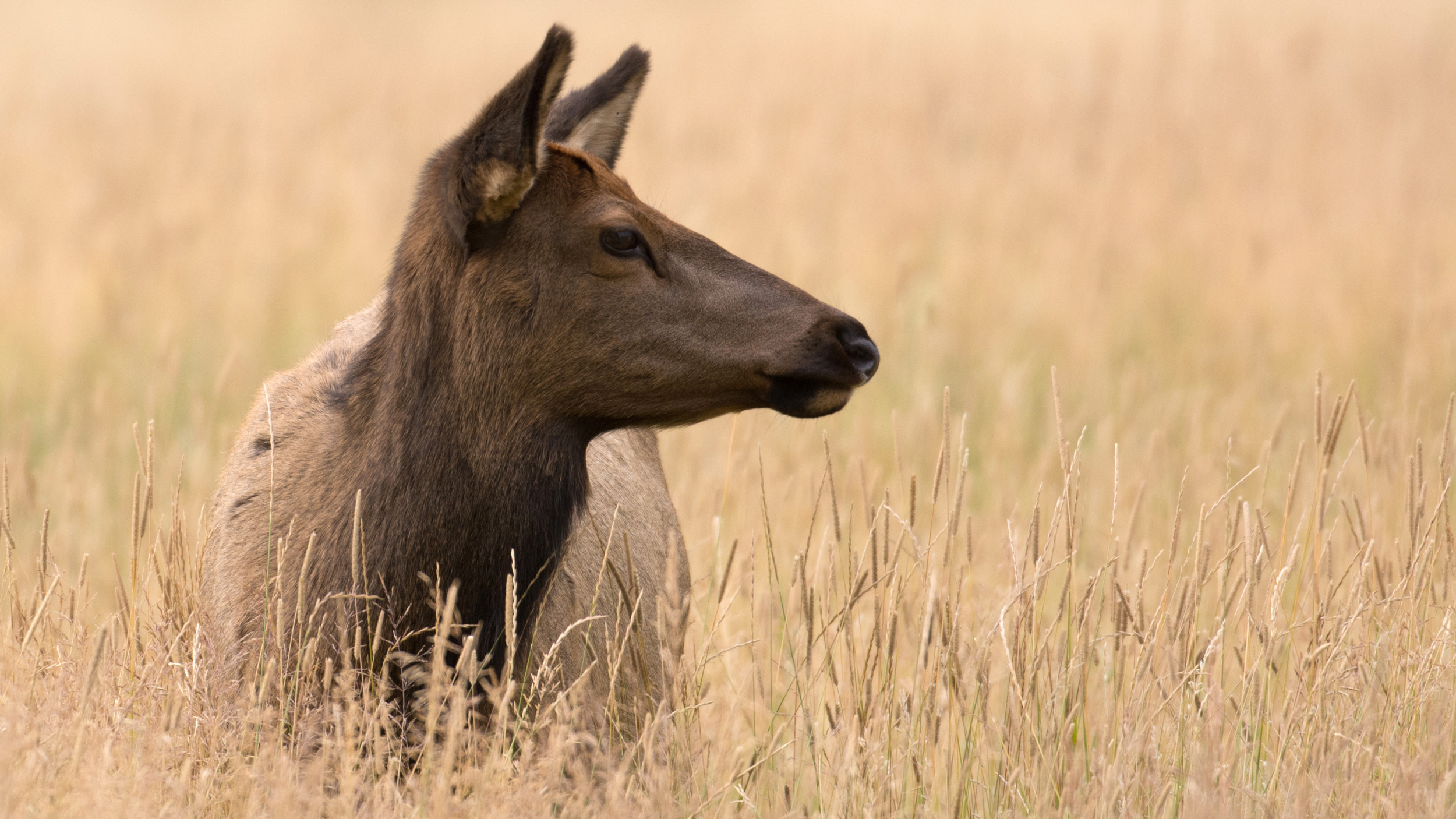 Does new bill favor landowners over resident hunters in South Dakota ...