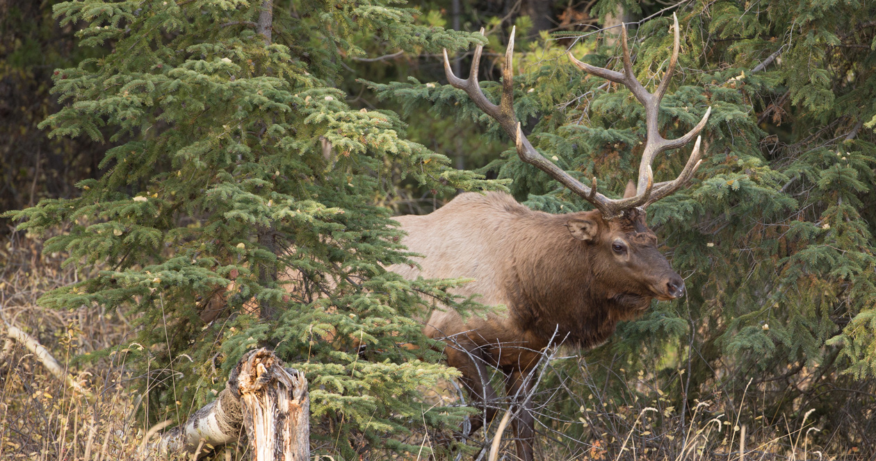 Oregon revises 2019 hunting regulations // GOHUNT. The Hunting Company