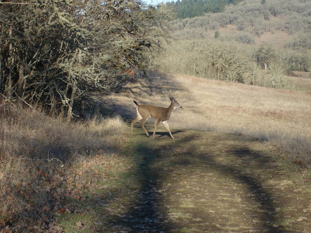 Oregon Unit 15 - Willamette Unit Profile // GOHUNT. The Hunting Company