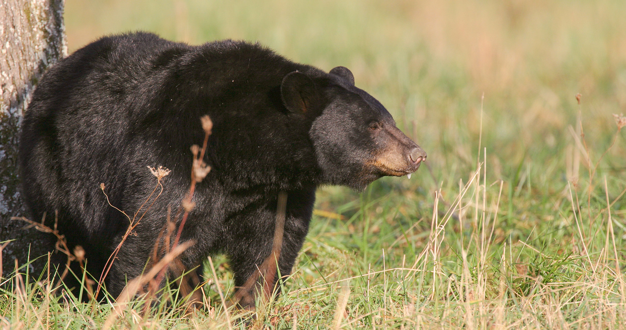 Two men caught on trail camera poaching black bear sow and cubs ...