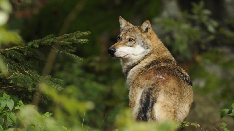 NYT best-selling author throws BIG money at Colorado wolf ballot ...