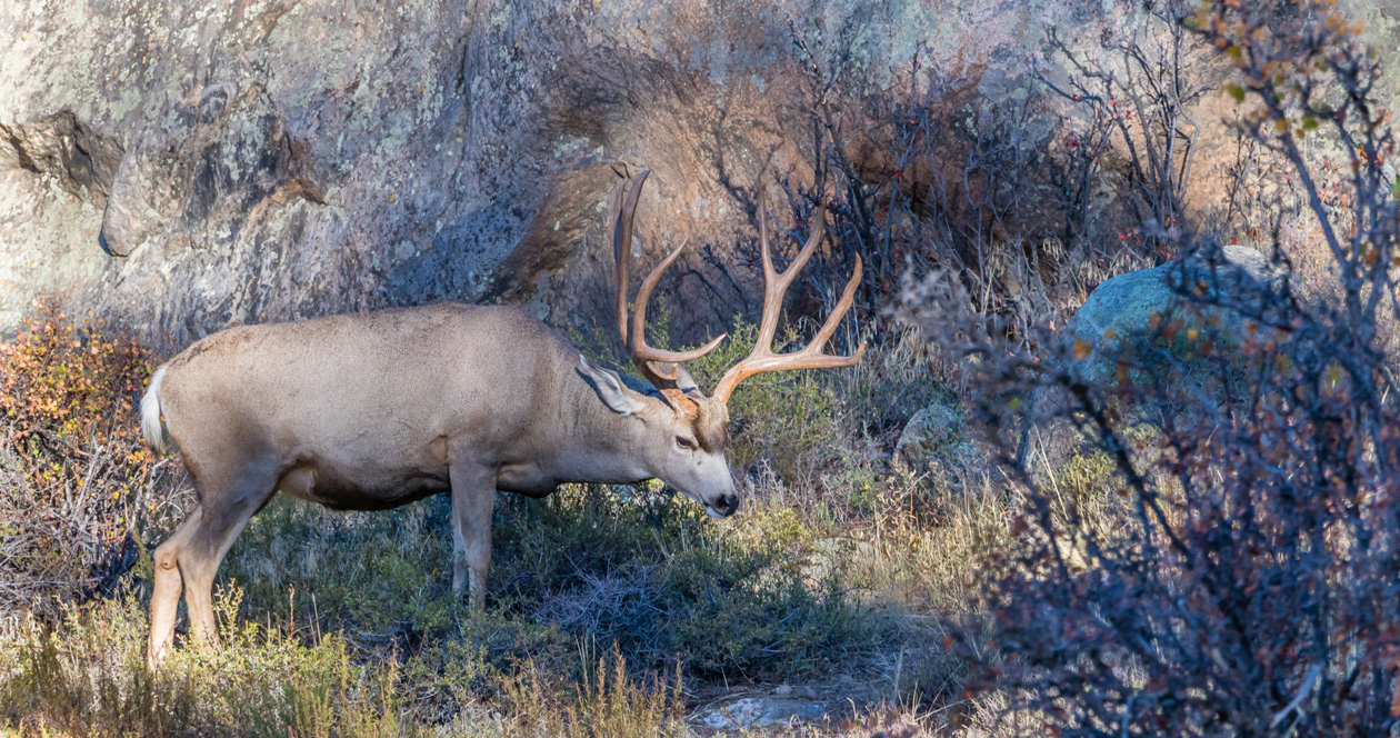 USGS announces new Species of Greatest Conservation Need database ...