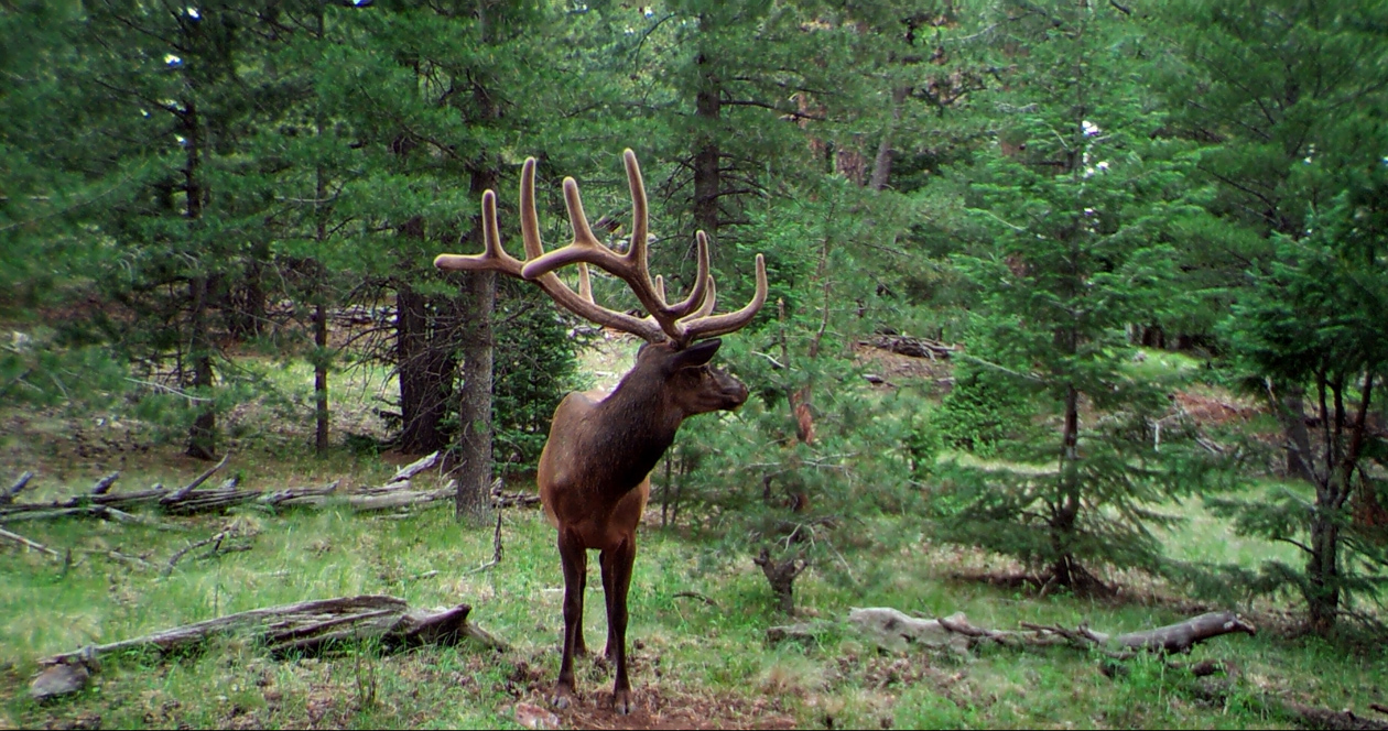 Three of a kind - An Arizona elk hunt // GOHUNT. The Hunting Company