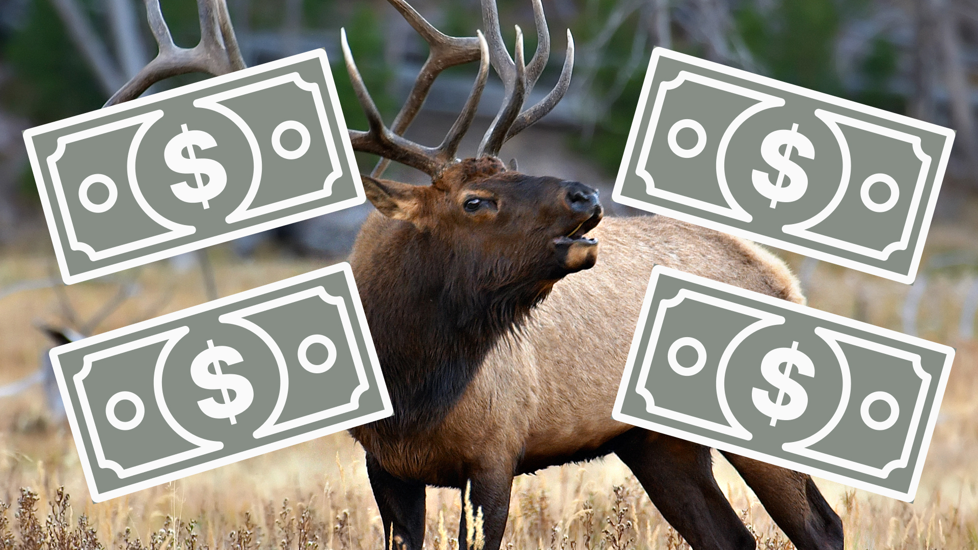 ALERT: Utah to increase nonresident hunting fees by 100% across the ...