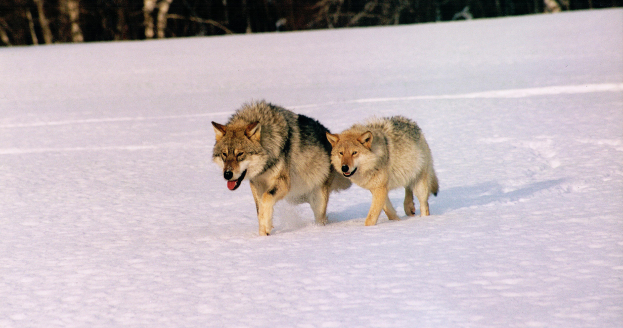 Colorado identifies potential breeding pair of wolves // GOHUNT. The ...
