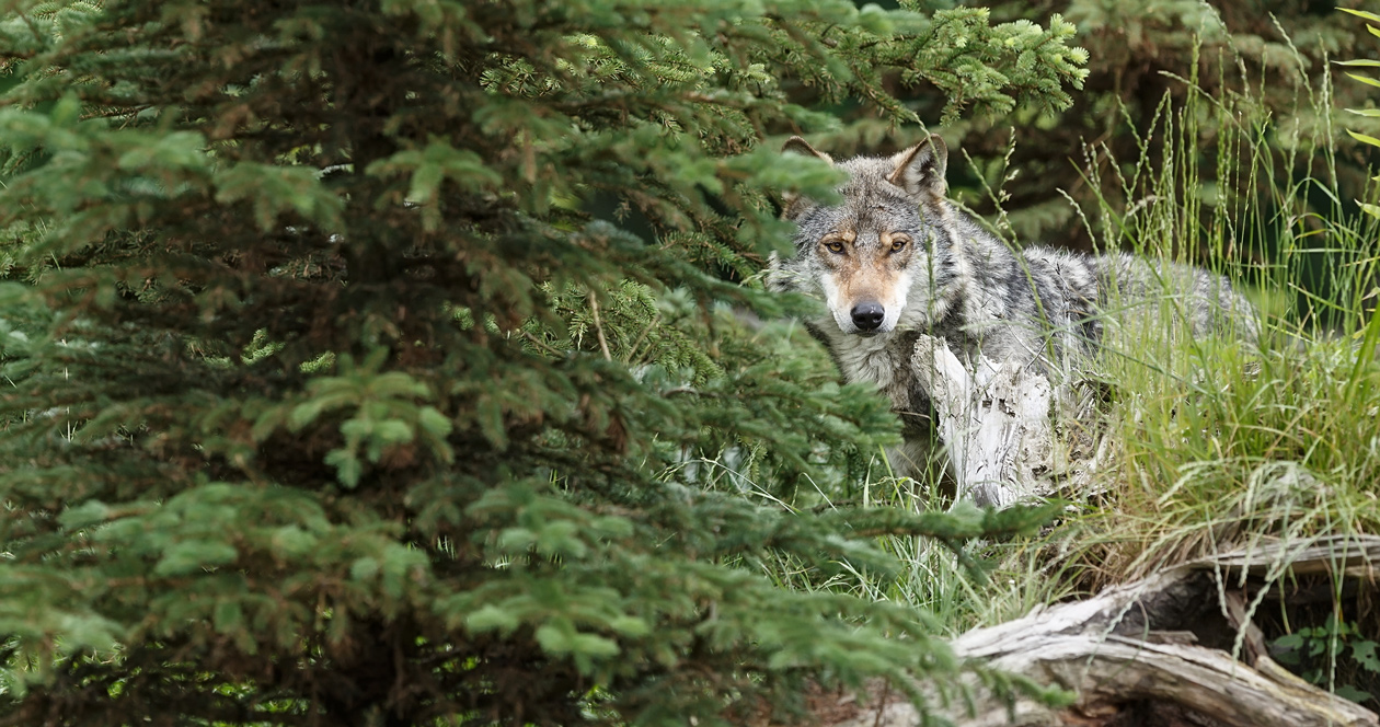 Year-round wolf season approved for Washington tribes // GOHUNT. The ...