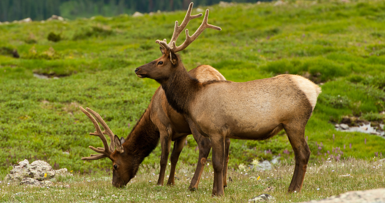 Missouri’s inaugural elk hunt slated for this fall // GOHUNT. The ...