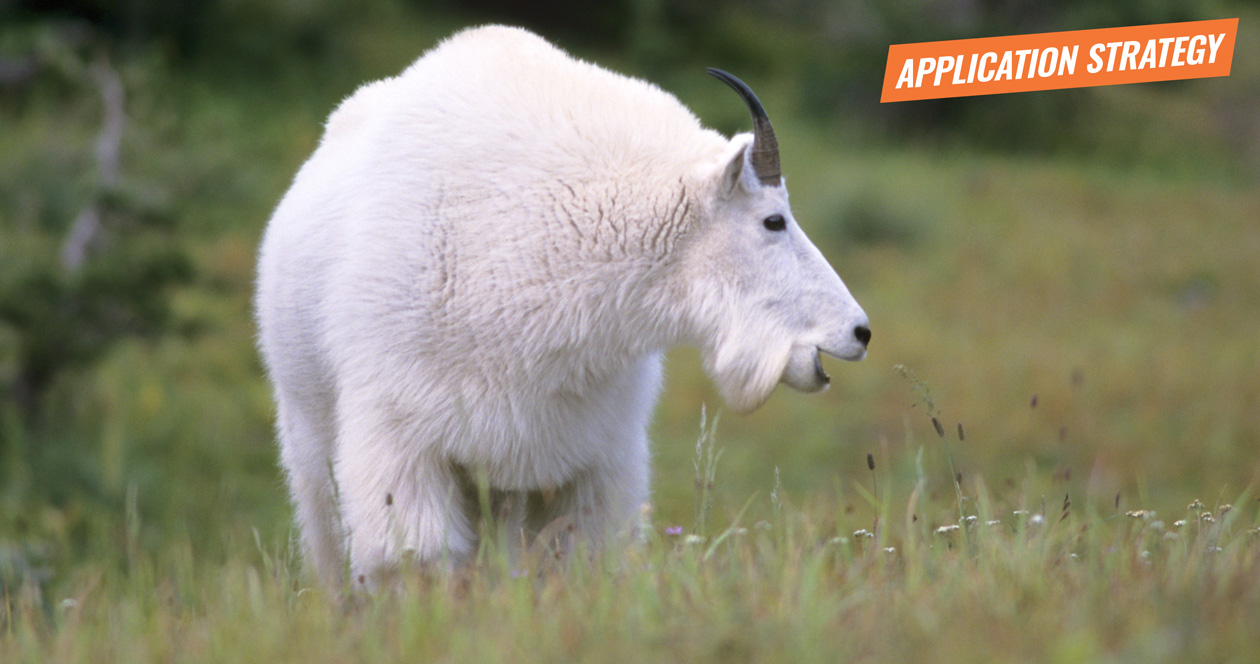 APPLICATION STRATEGY 2018: Oregon Sheep and Mountain Goat // GOHUNT. The Hunting Company
