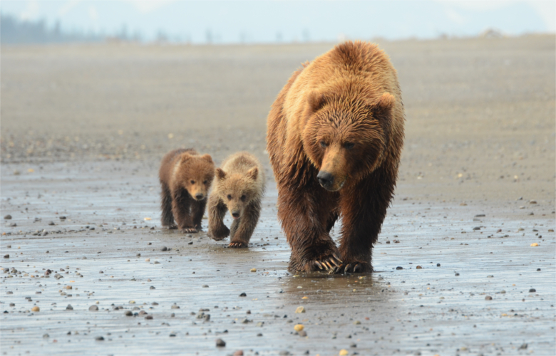 A gathering of grizzlies // GOHUNT. The Hunting Company