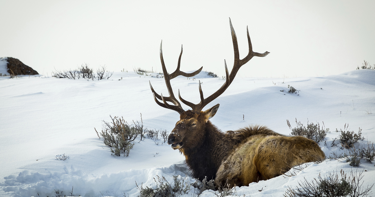 Annual Idaho elk count begins // GOHUNT. The Hunting Company