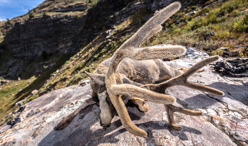 How to preserve velvet antlers in the field // GOHUNT. The Hunting Company