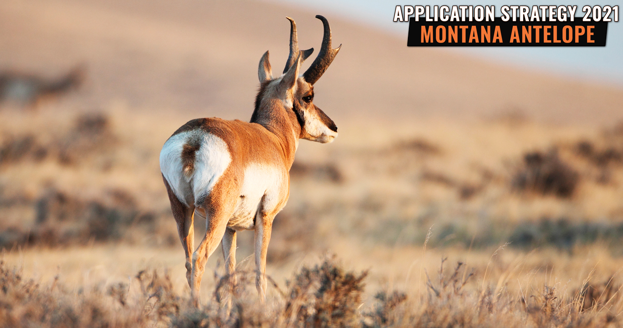 APPLICATION STRATEGY 2021: Montana Antelope // GOHUNT. The Hunting Company