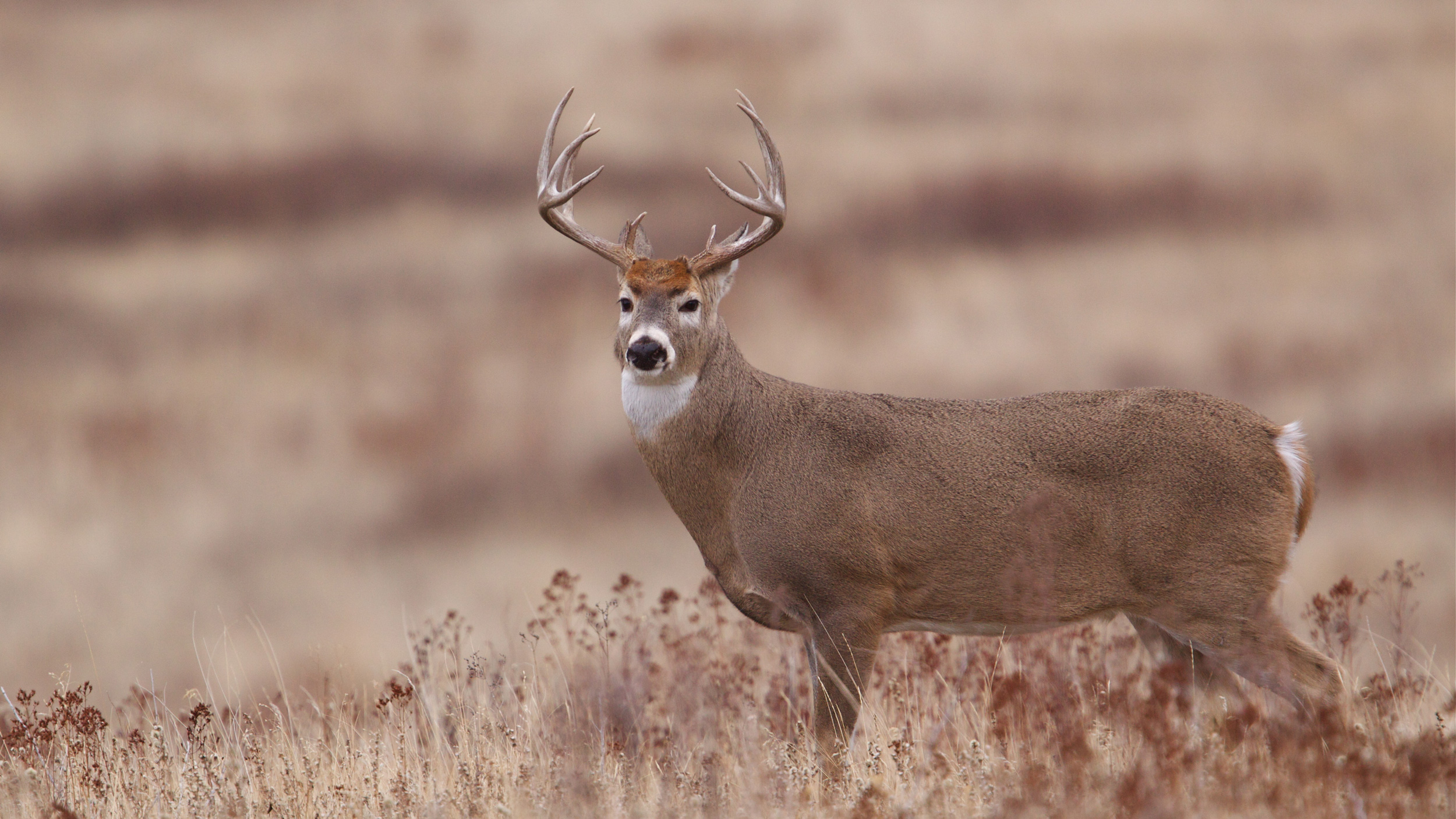 Application Strategy 2024: Kansas deer // GOHUNT. The Hunting Company