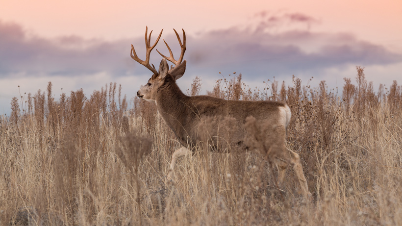 New research project tries to reverse mule deer decline // GOHUNT. The ...