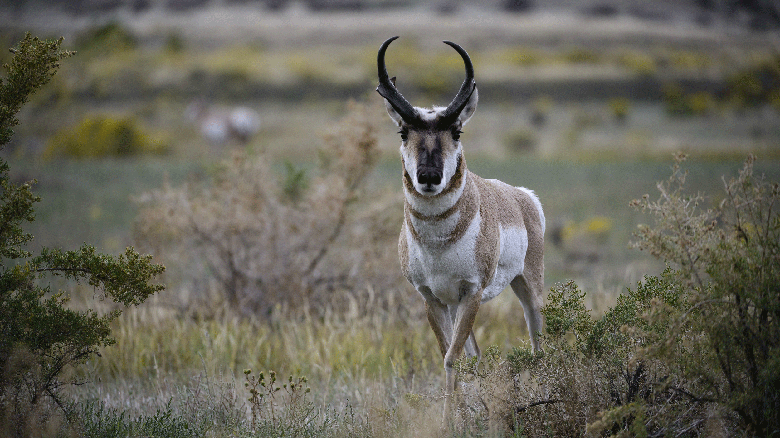 Wyoming’s Sublette antelope migration corridor to remain complete ...
