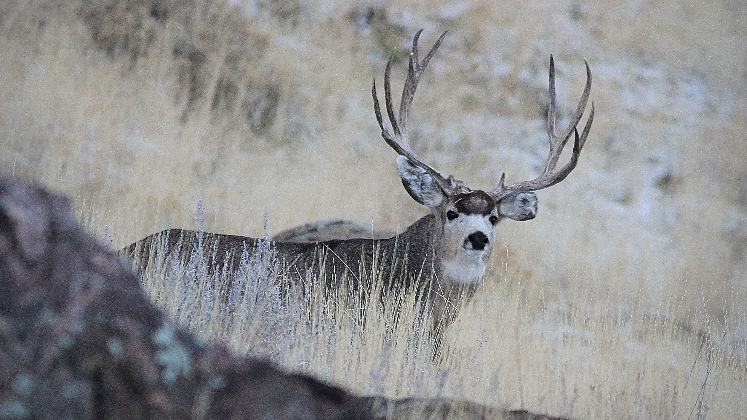 Hunting may be a solution to chronic wasting disease... // GOHUNT. The ...