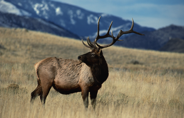 Gruesome acts of poaching in Colorado // GOHUNT. The Hunting Company