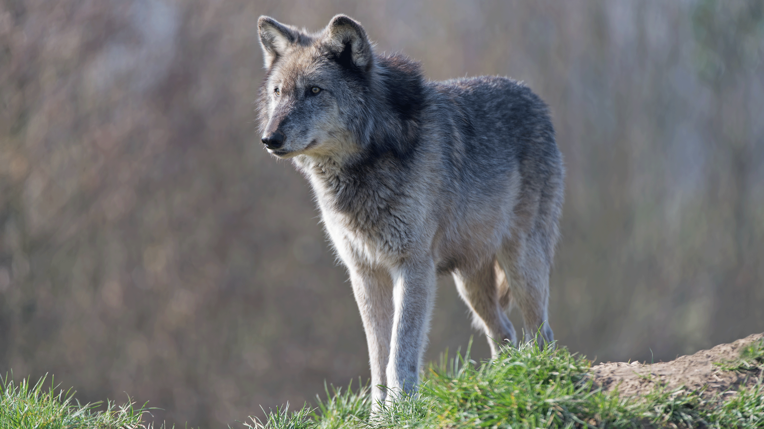 CPW report reintroduced wolves traveling closer to Utah border ...