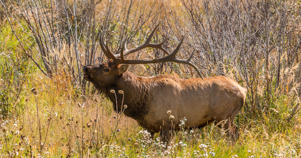 Two bull elk poached in Rocky Mountain National Park // GOHUNT. The Hunting Company