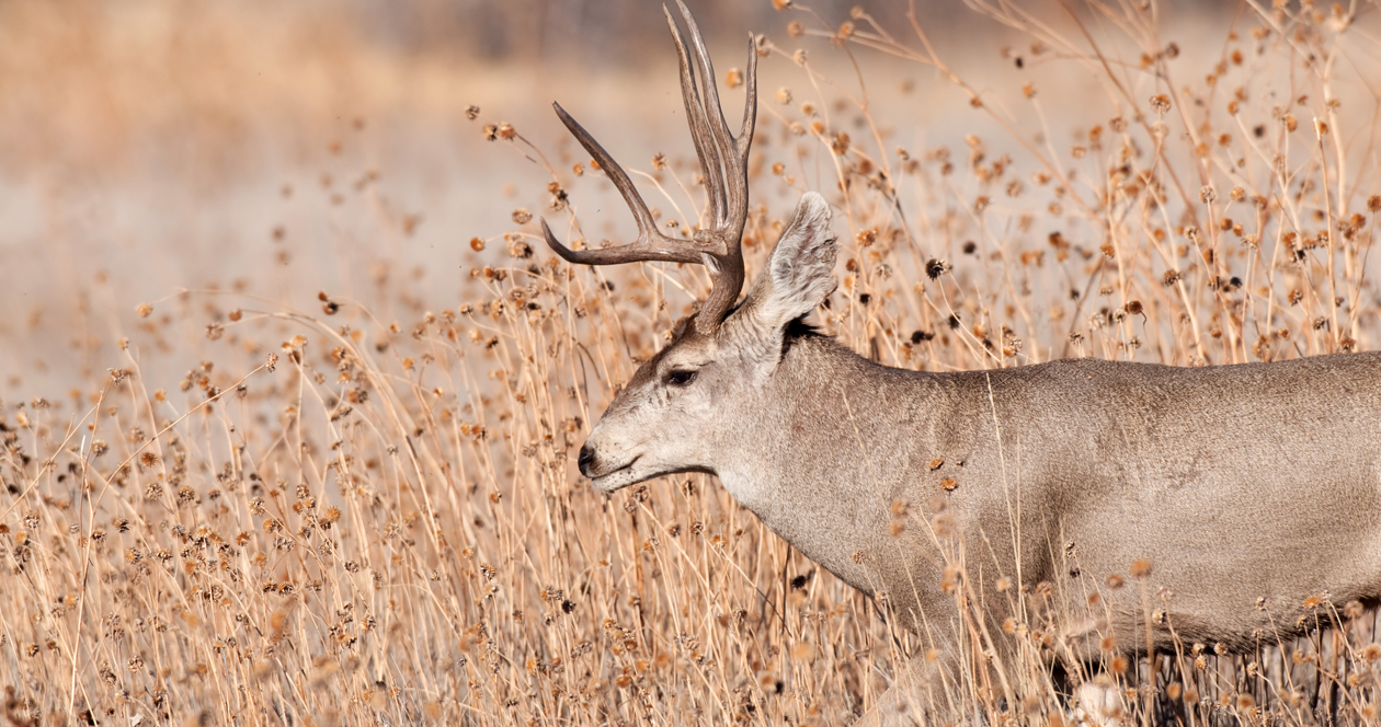 Wyoming releases new CWD management plan // GOHUNT. The Hunting Company