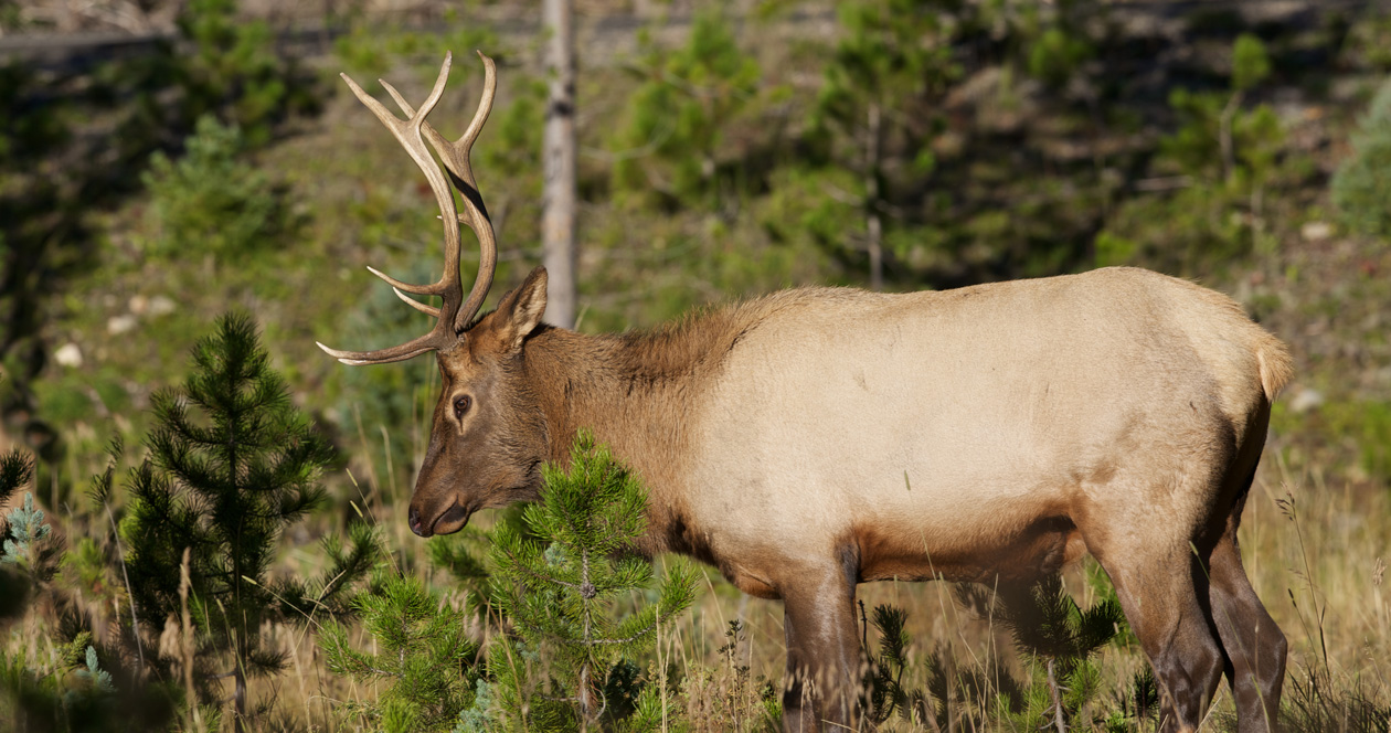 Missouri resident elk season is in the works // GOHUNT. The Hunting Company