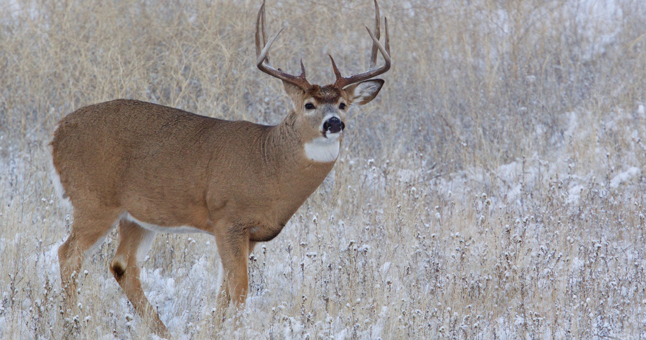 New deer management program in place for Nebraska // GOHUNT. The ...