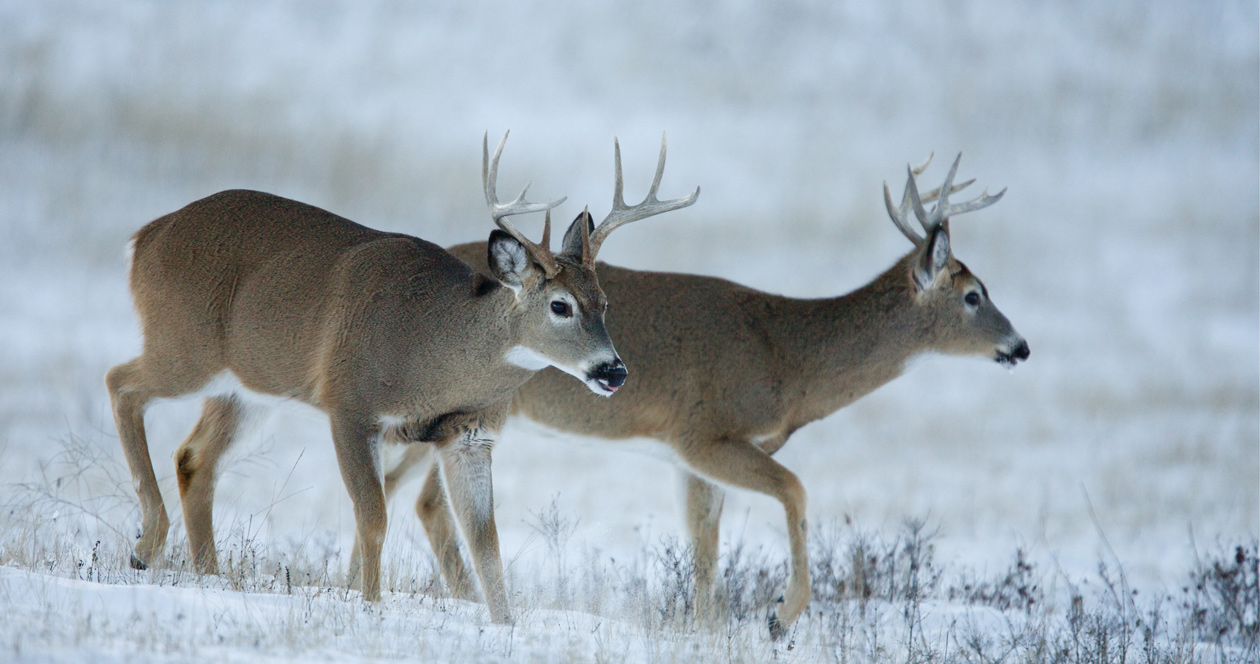 North Dakota man charged with multiple hunting violations // GOHUNT ...