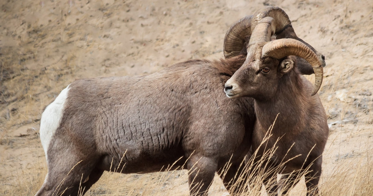 2,900 acres purchased in Idaho to protect bighorn sheep habitat ...