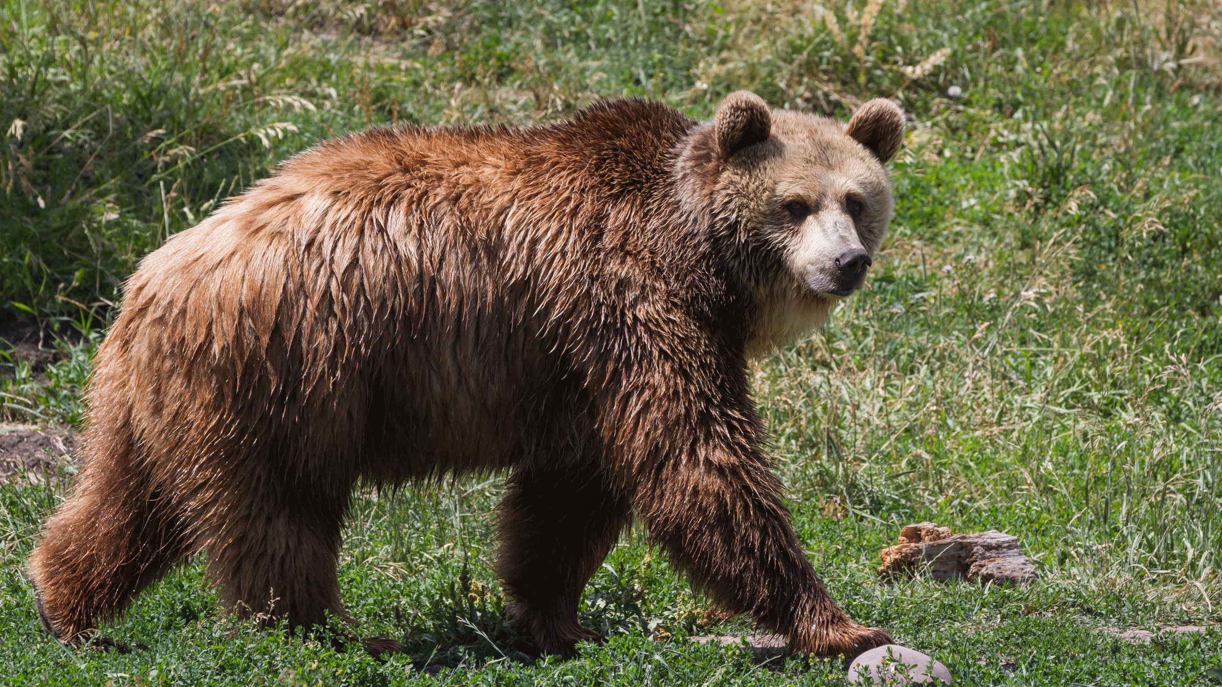 Montana releases final grizzly bear management plan // GOHUNT. The ...