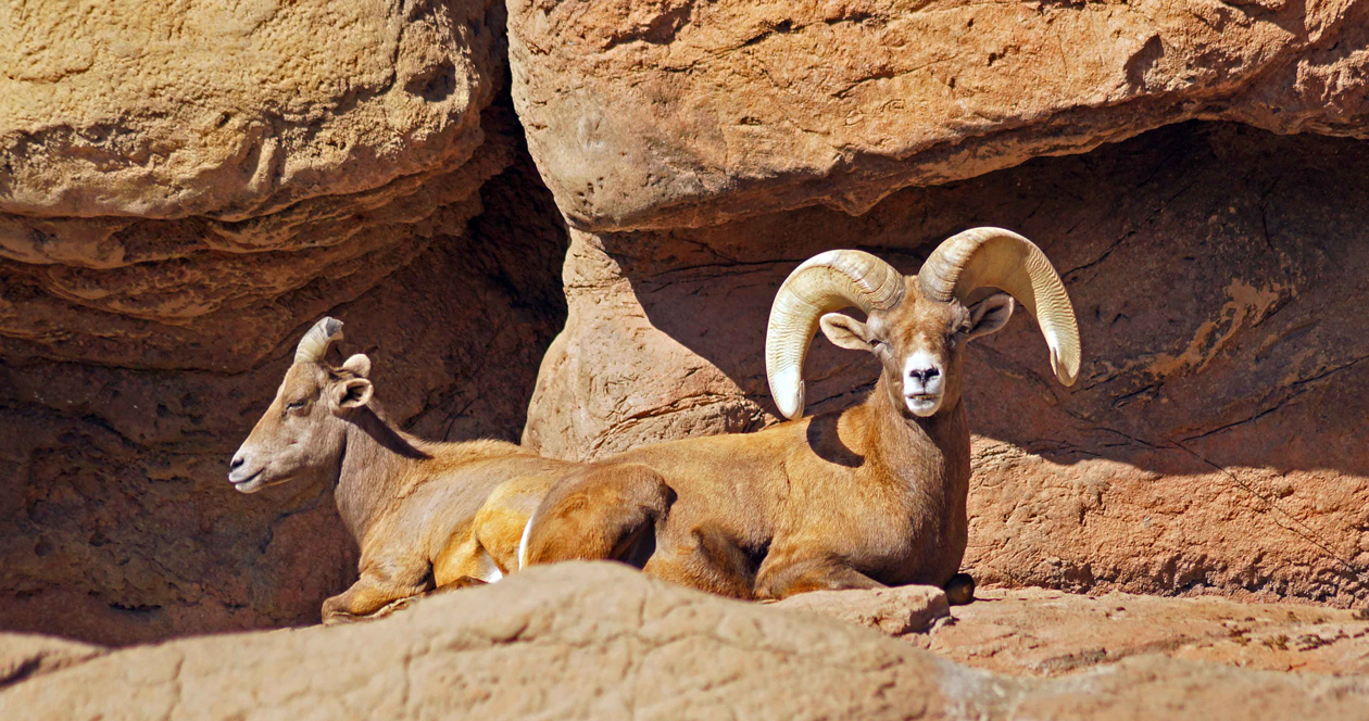 Zion National Park seeks comments on desert bighorn sheep strategy ...