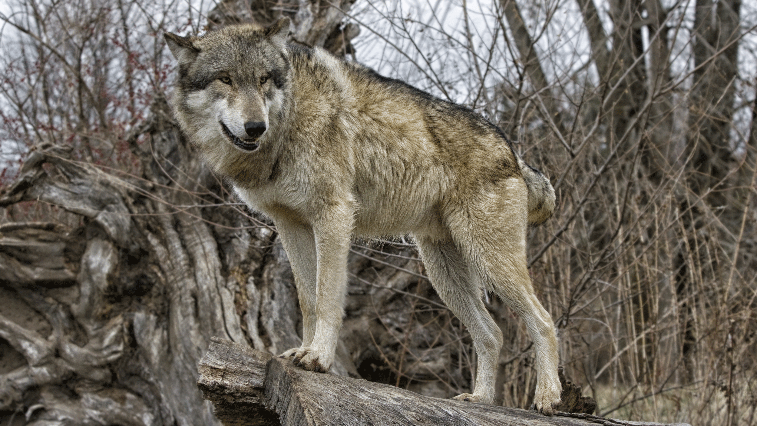 Montana proposes changes to wolf trapping and hunting seasons // GOHUNT ...