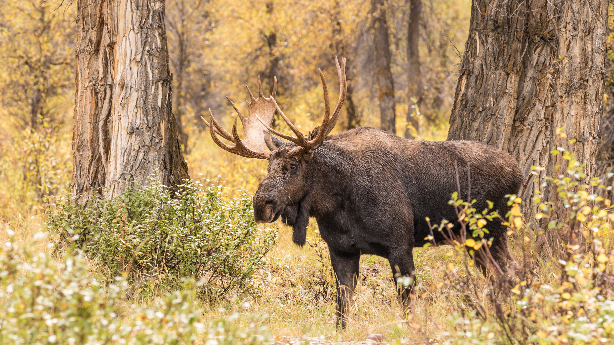 Application Strategy 2026: Washington Sheep, Moose, and Mountain Goat ...